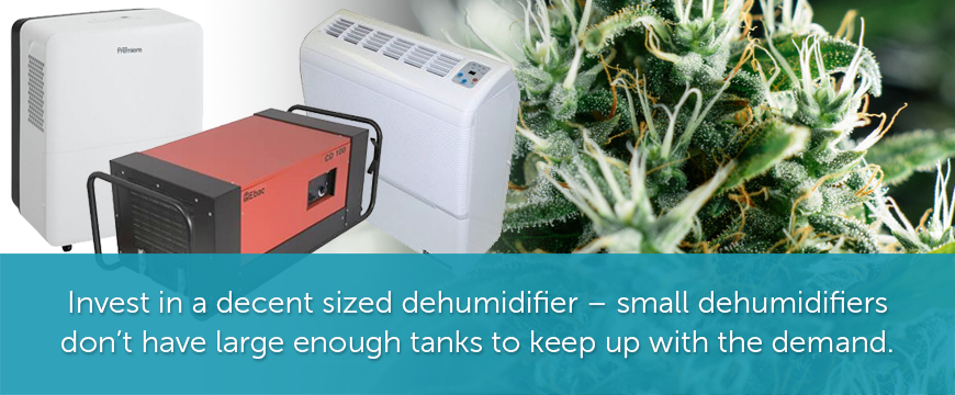 Marijuana Grow Room Setup: Optimal Humidity and Temperature